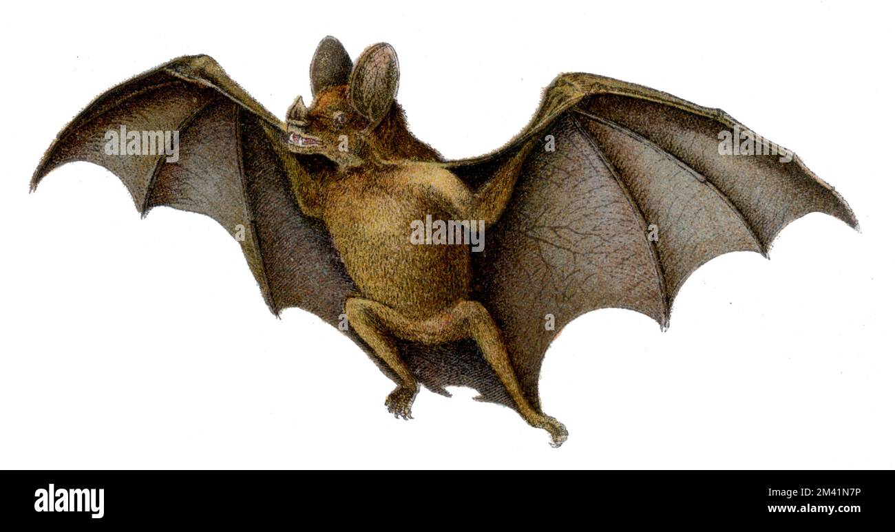 Spectral bat -Fotos und -Bildmaterial in hoher Auflösung – Alamy