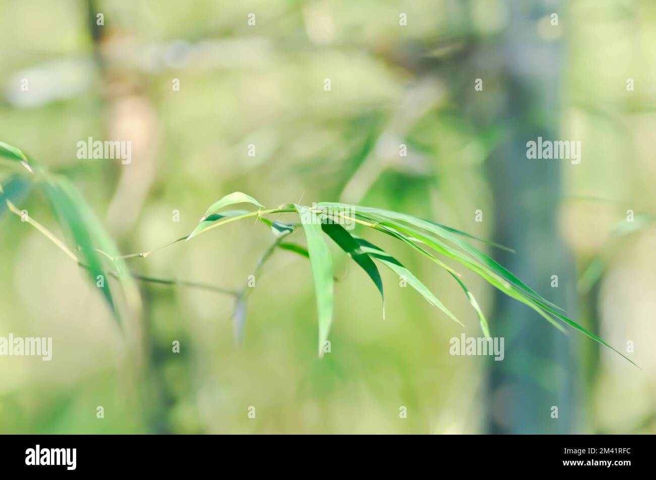 Bamboo, GRAMINEAE oder POACEAE oder Bambusa arundinacea Willd oder ...