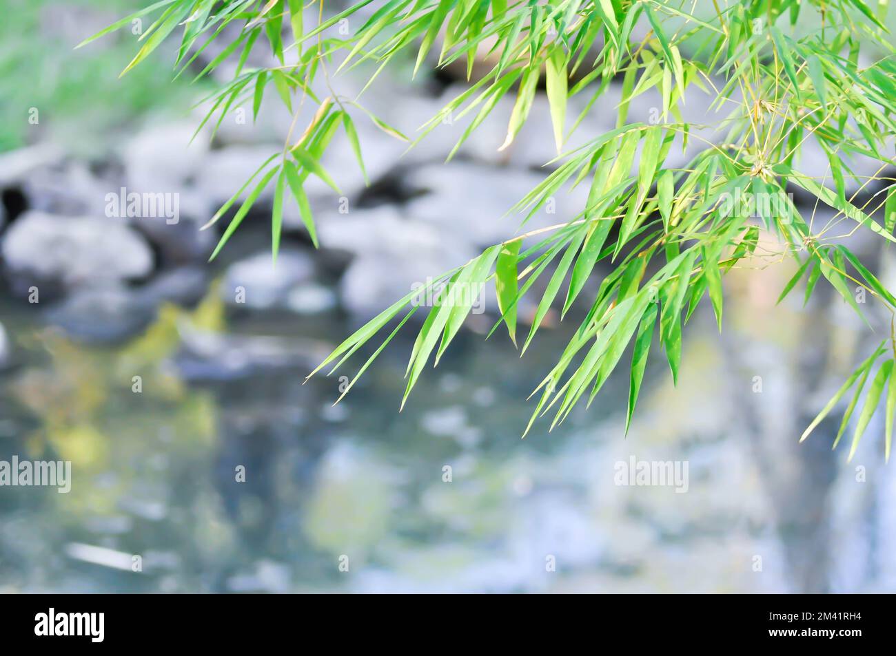 Bamboo, GRAMINEAE oder POACEAE oder Bambusa arundinacea Willd oder ...