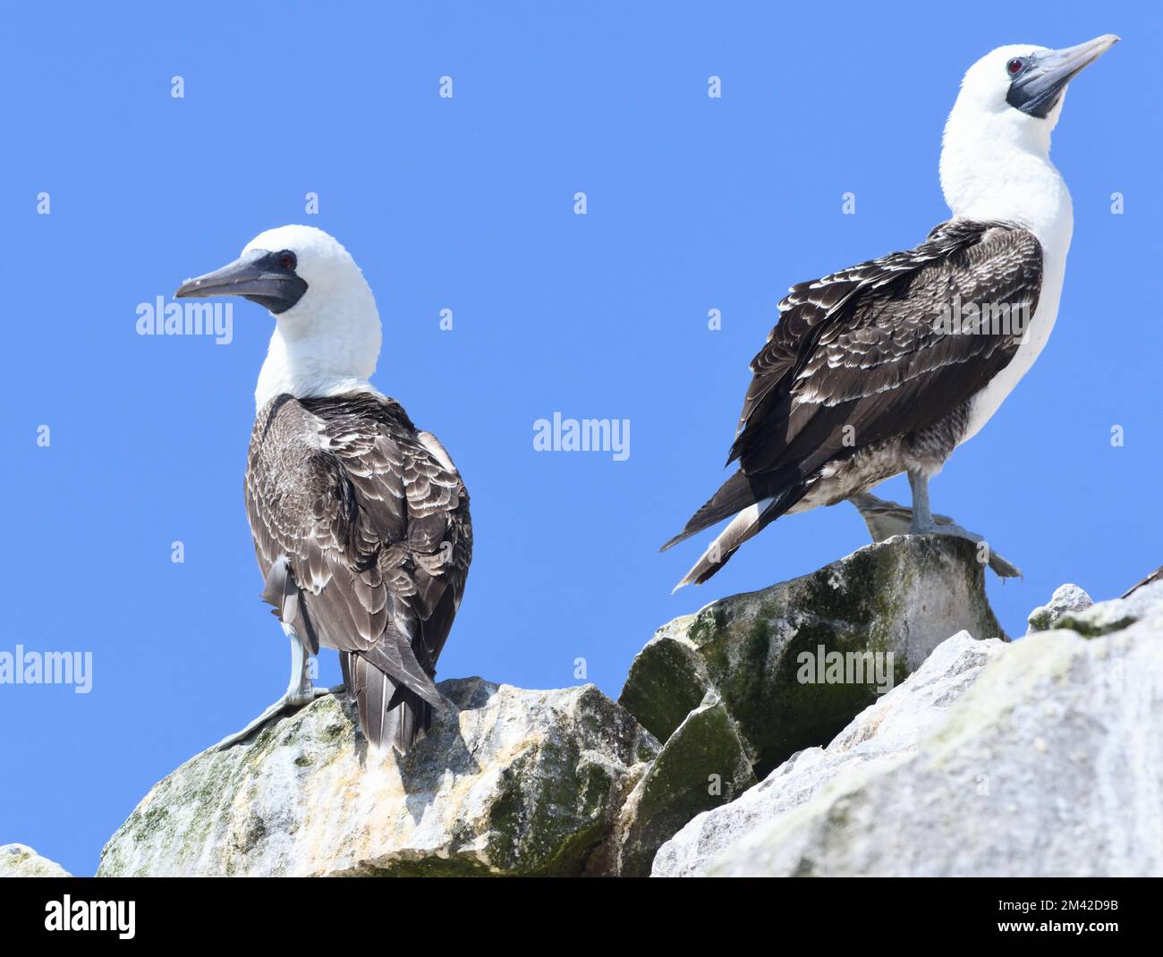 Peruanische Brüste (Sula variegata) auf den mit Guano bedeckten Felsen ...
