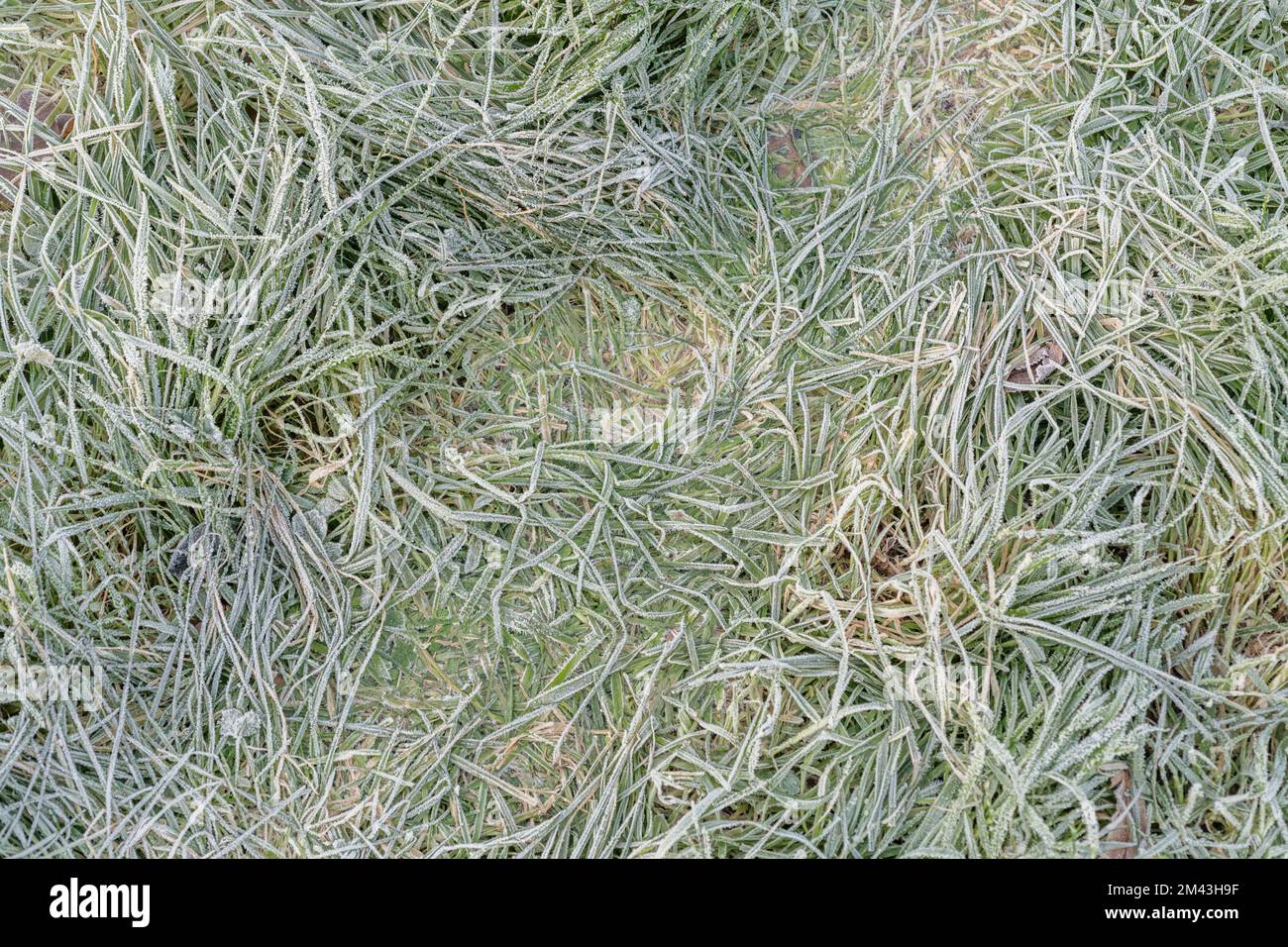 Gewirr der eingestürzten & welke Gras, Blätter von Scharfer Winter ...