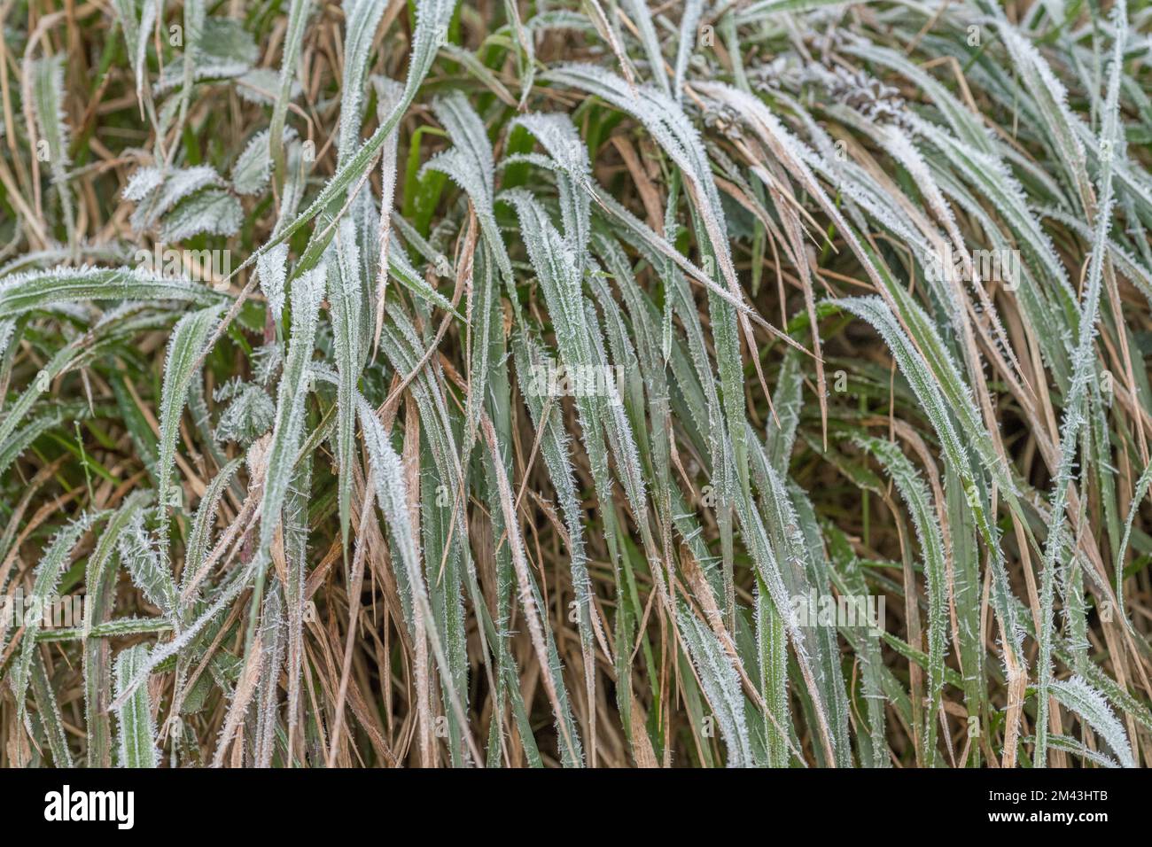 Gewirr der eingestürzten & welke Gras, Blätter von Scharfer Winter ...