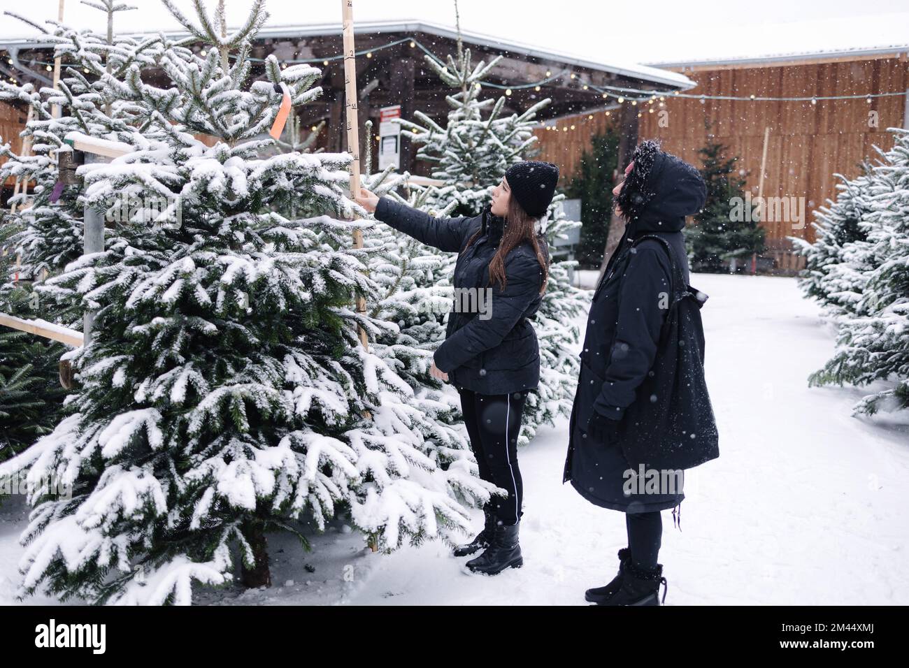Schwiegertochter hilft, Weihnachtsbaum für Schwiegermutter im Freien zu kaufen. Verschneit ...