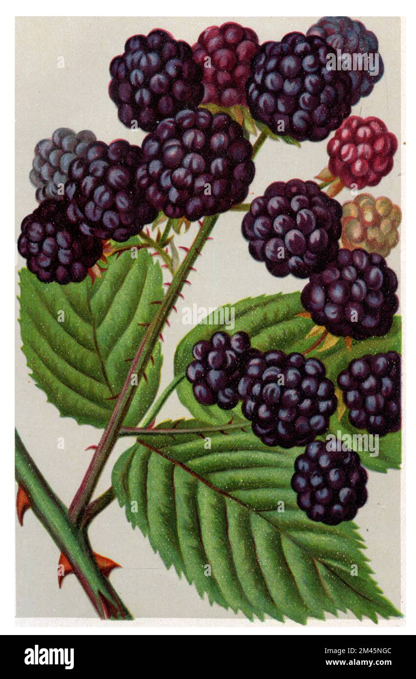 Brombeere illustration -Fotos und -Bildmaterial in hoher Auflösung – Alamy