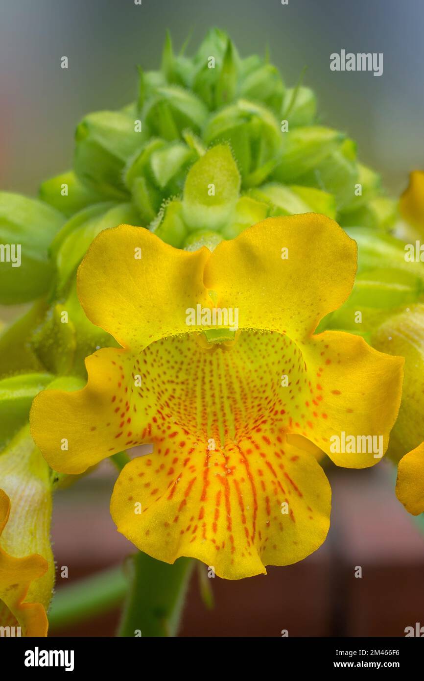 Gelbe einhornpflanze ibicella lutea -Fotos und -Bildmaterial in hoher ...