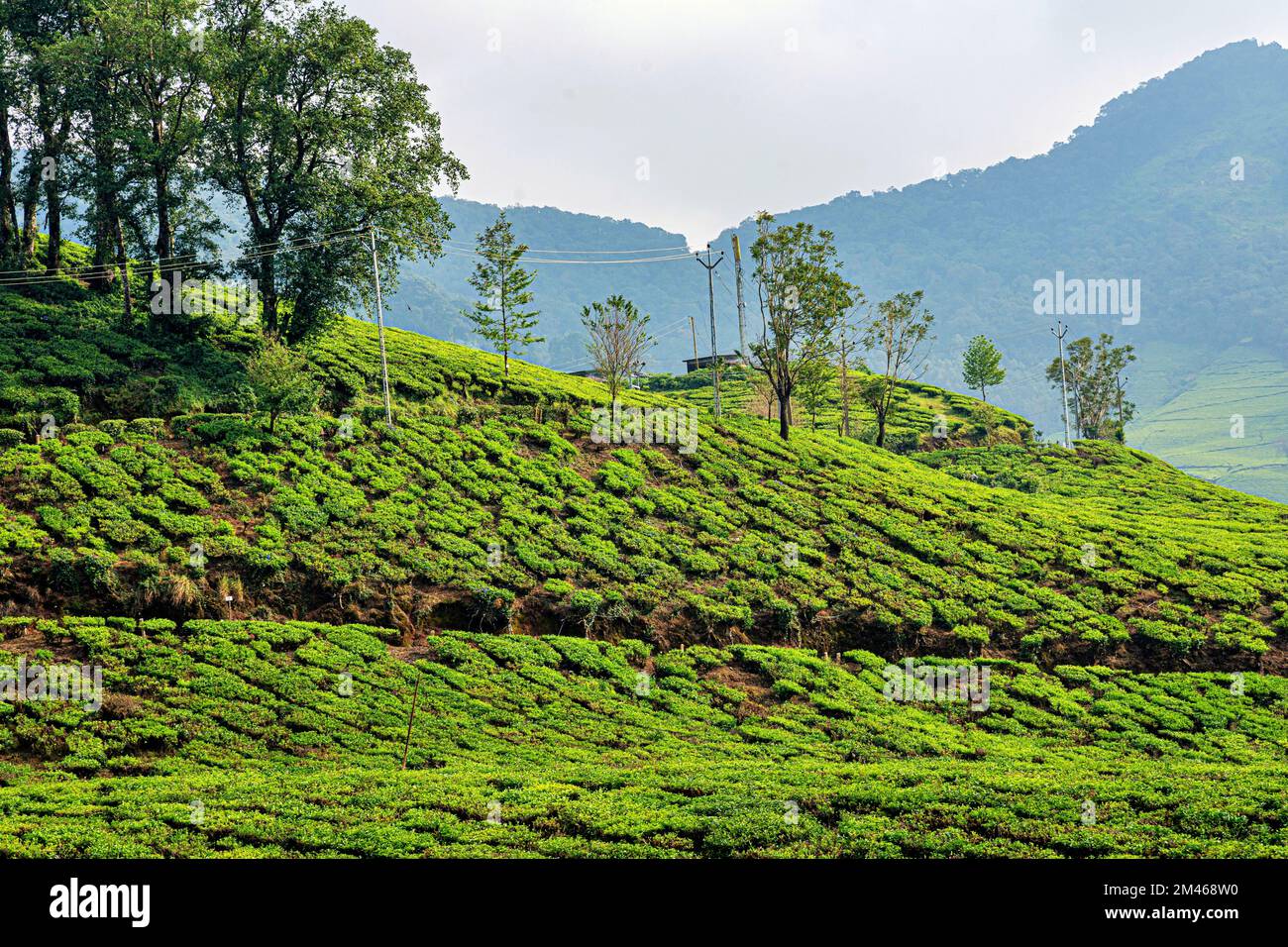 Indian tea garden -Fotos und -Bildmaterial in hoher Auflösung – Alamy