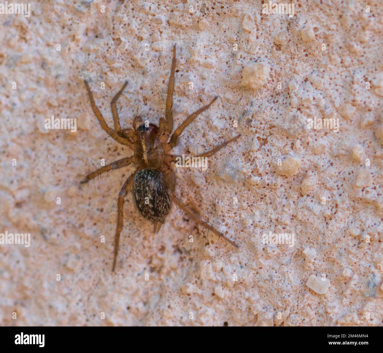 Funnel weavers -Fotos und -Bildmaterial in hoher Auflösung – Alamy