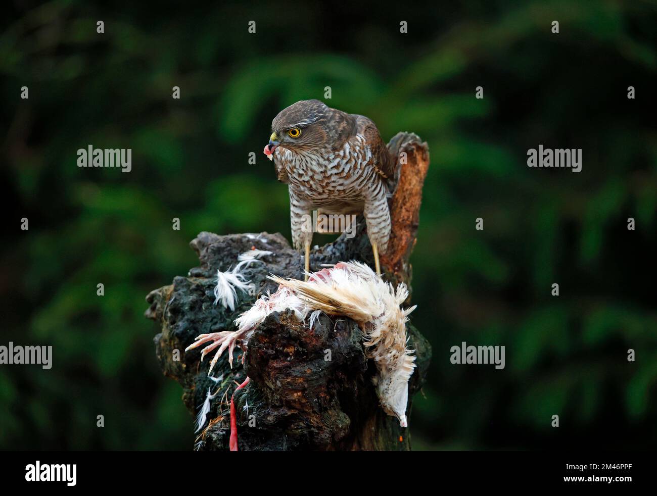 Hecke sperber -Fotos und -Bildmaterial in hoher Auflösung – Alamy