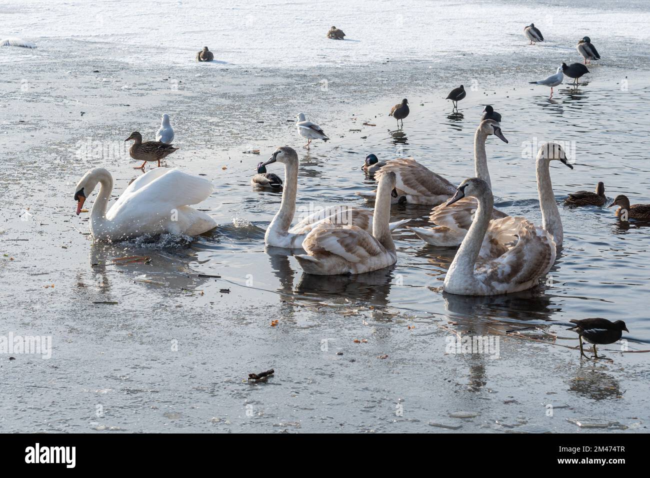 Enten im winter see -Fotos und -Bildmaterial in hoher Auflösung – Alamy