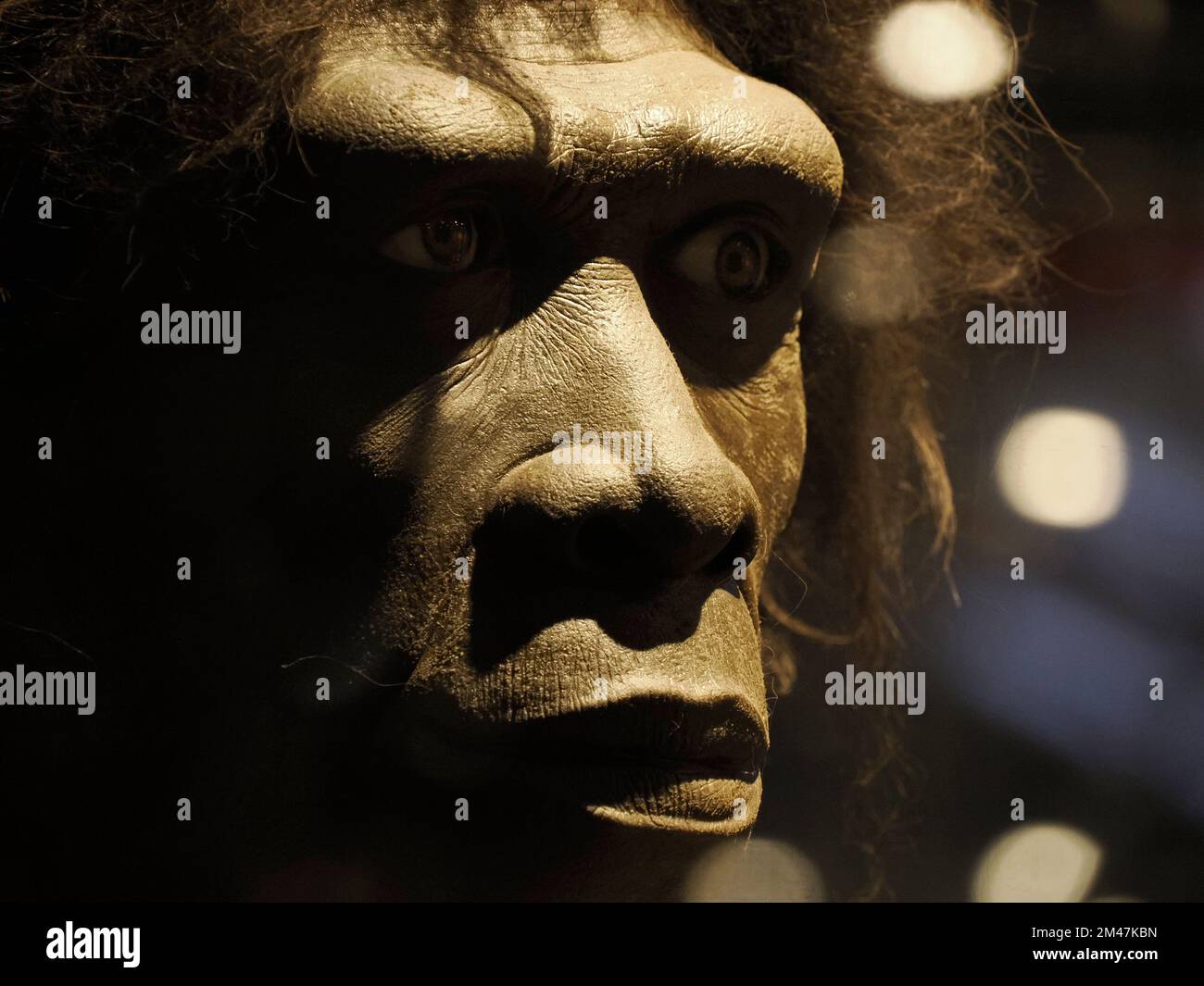 Homo erectus erectus -Fotos und -Bildmaterial in hoher Auflösung ...