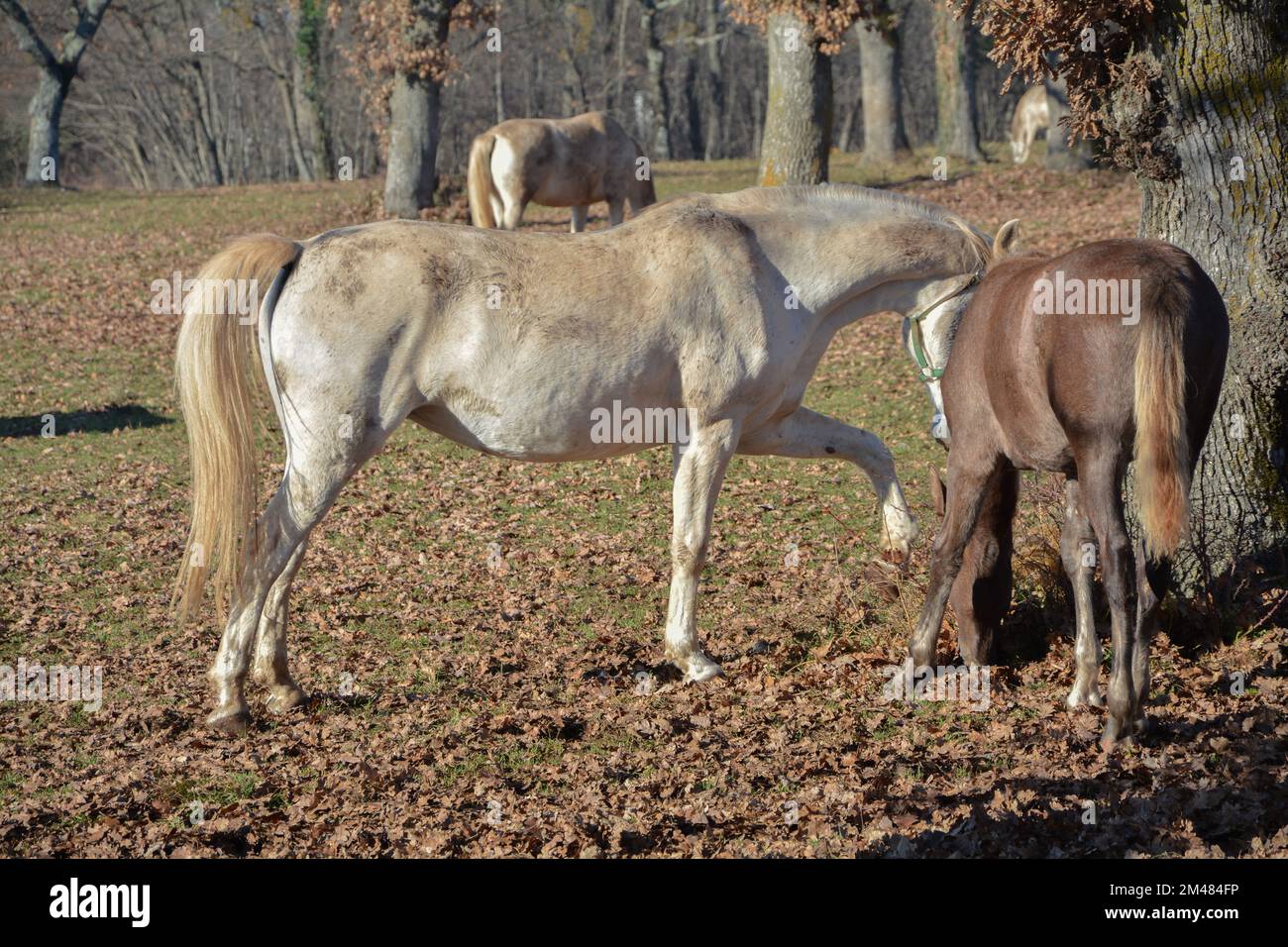 Lipica horse -Fotos und -Bildmaterial in hoher Auflösung – Alamy