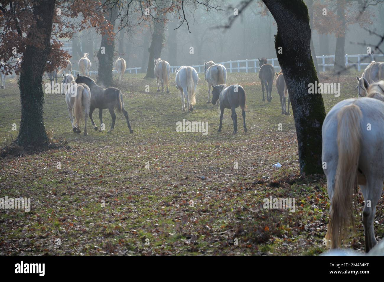 Lipica horse -Fotos und -Bildmaterial in hoher Auflösung – Alamy