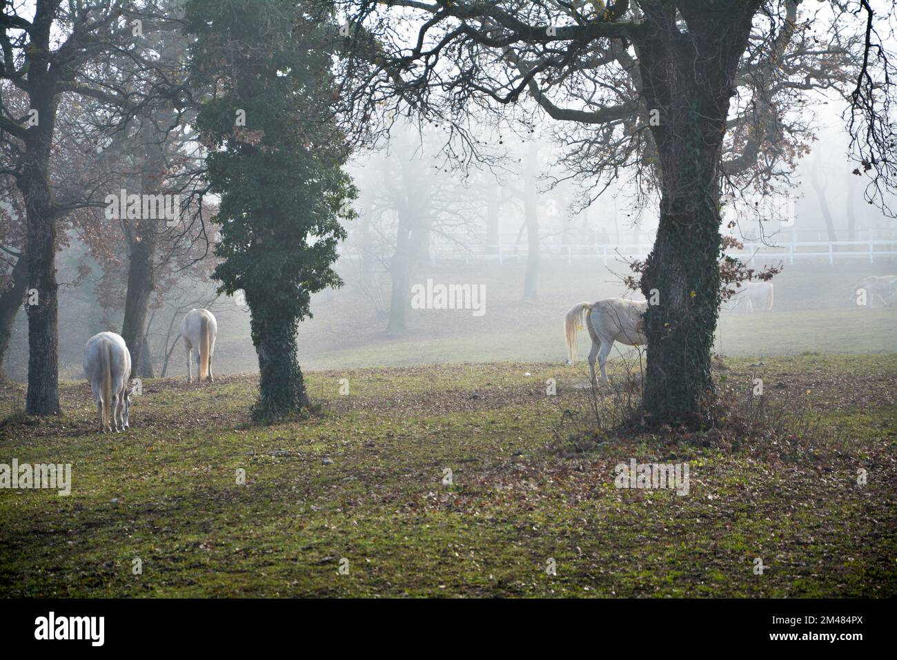 Lipica horse -Fotos und -Bildmaterial in hoher Auflösung – Alamy