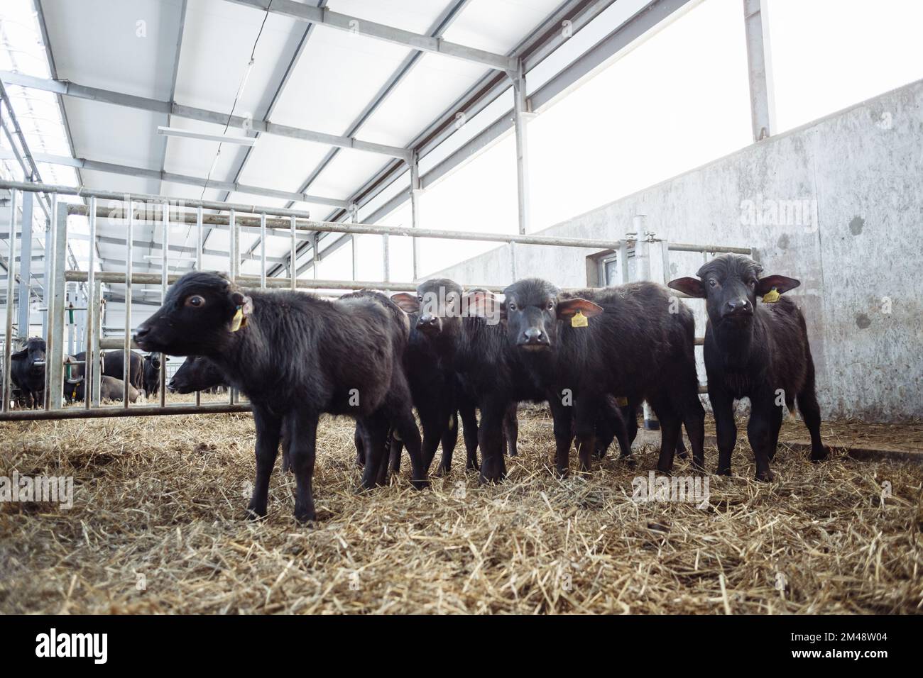 Die Büffel im Knast haben sich den Kopf ausgestreckt, um zu grasen ...
