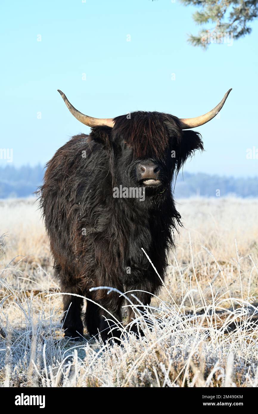 Highlander cow -Fotos und -Bildmaterial in hoher Auflösung – Alamy
