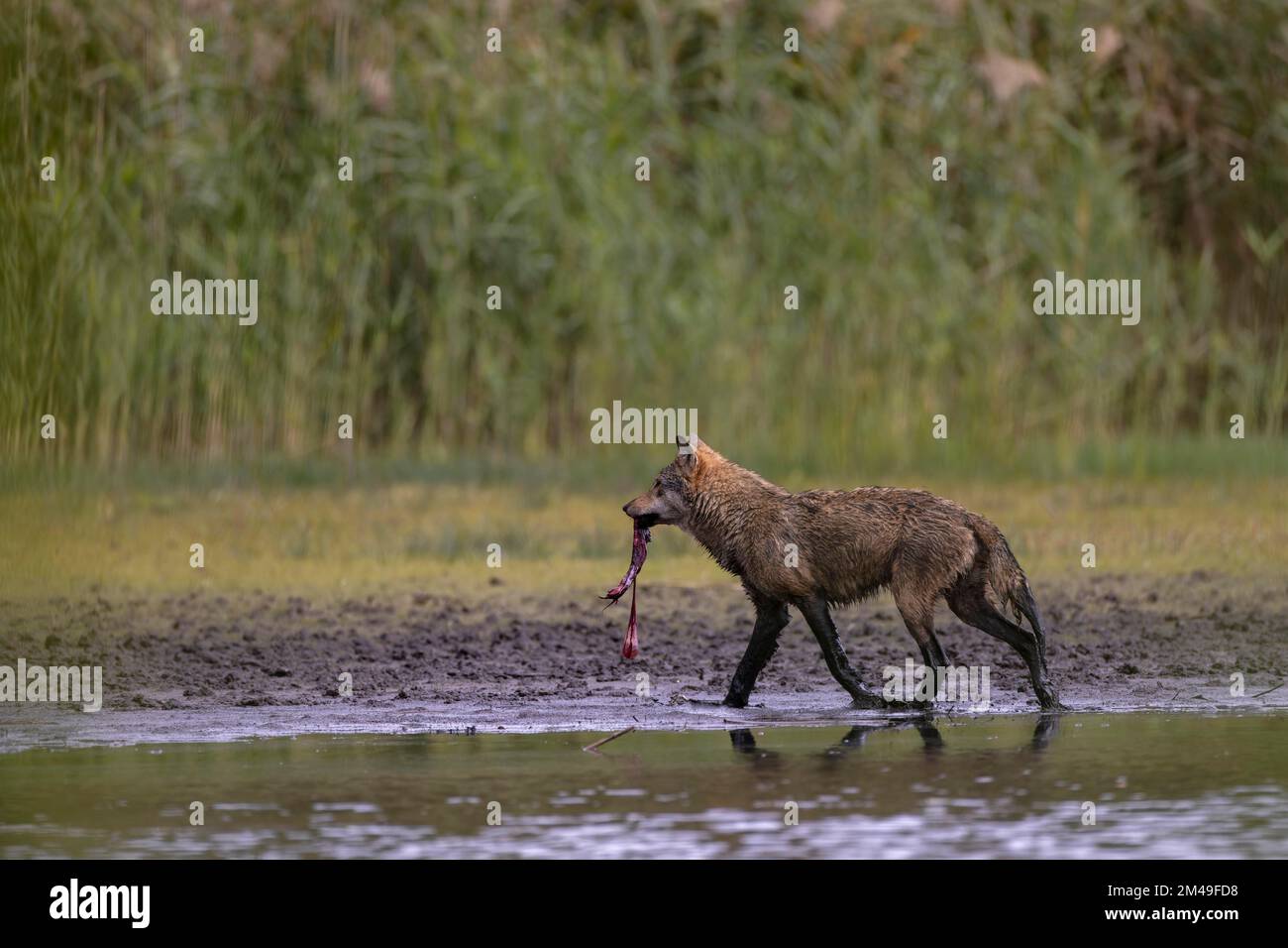 Europäischer grauer Wolf (Canis lupus), der auf dem Ufer eines ...