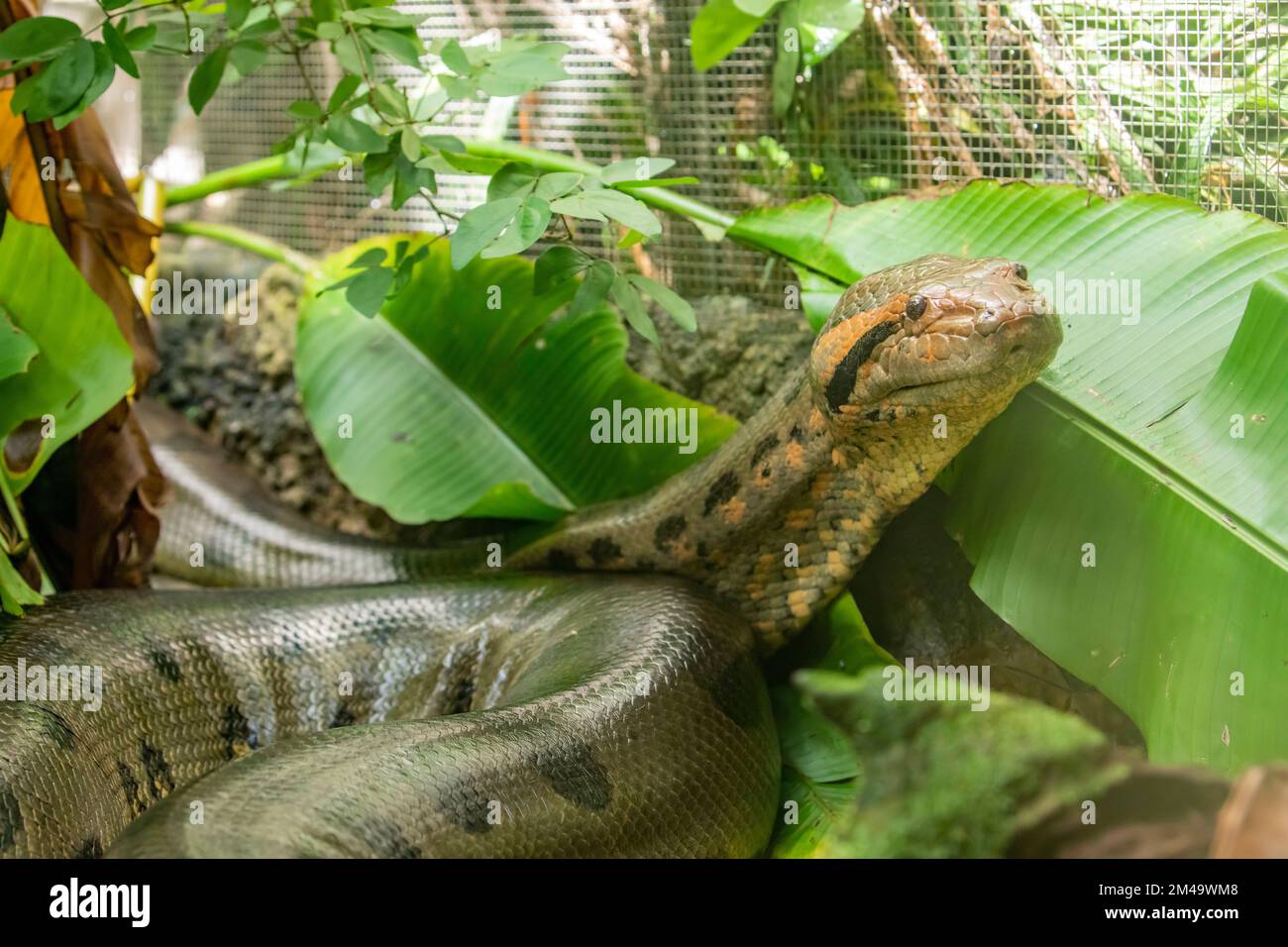 Green common anaconda eunectes murinus -Fotos und -Bildmaterial in ...