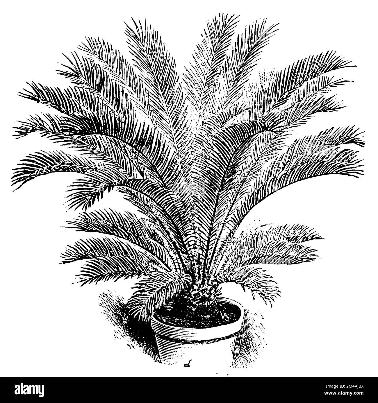Japanische cycad cycas revoluta oder sagopalme Ausgeschnittene ...