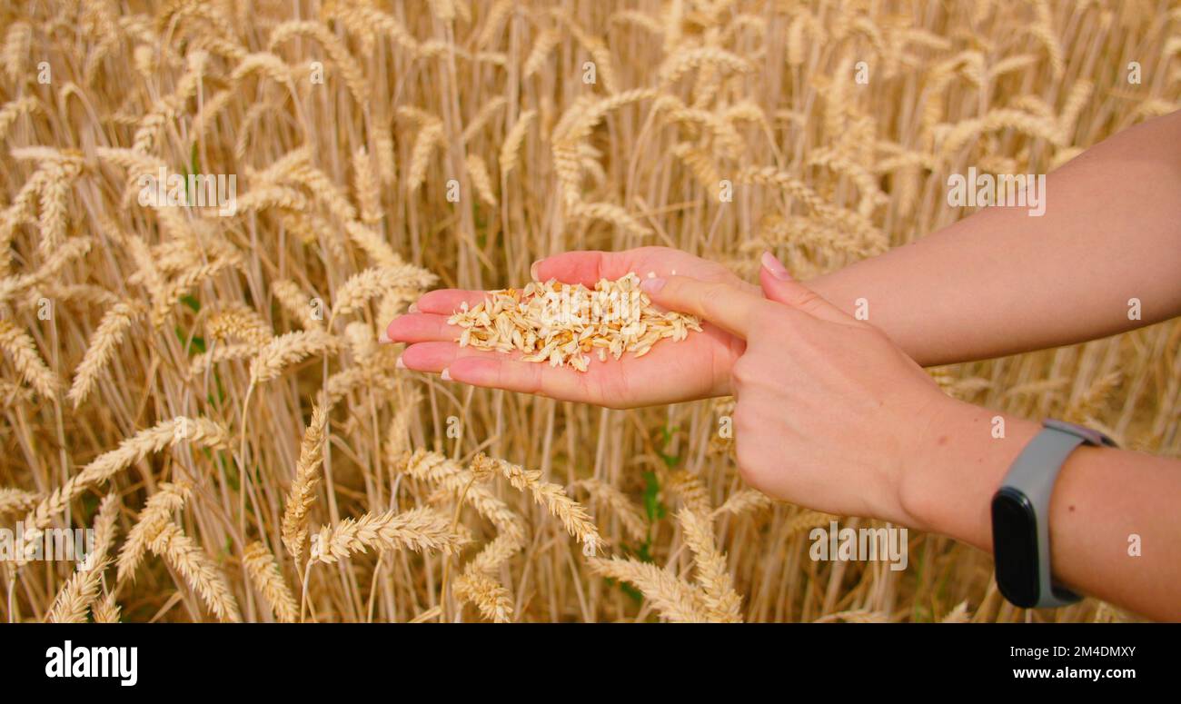 Weizen ohne gvo -Fotos und -Bildmaterial in hoher Auflösung – Alamy