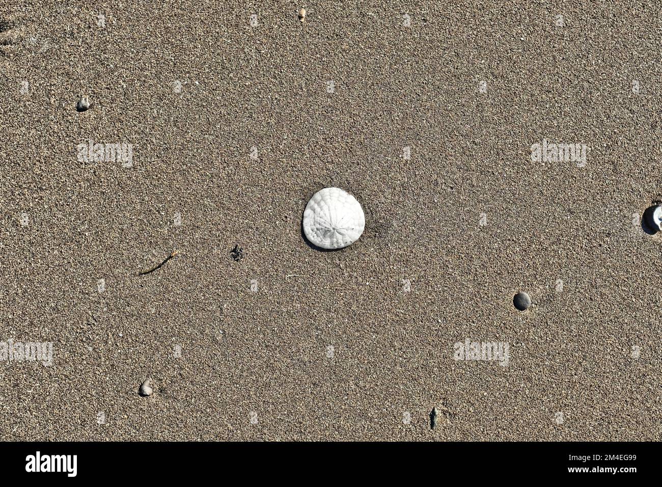 Dendraster excentricus -Fotos und -Bildmaterial in hoher Auflösung – Alamy