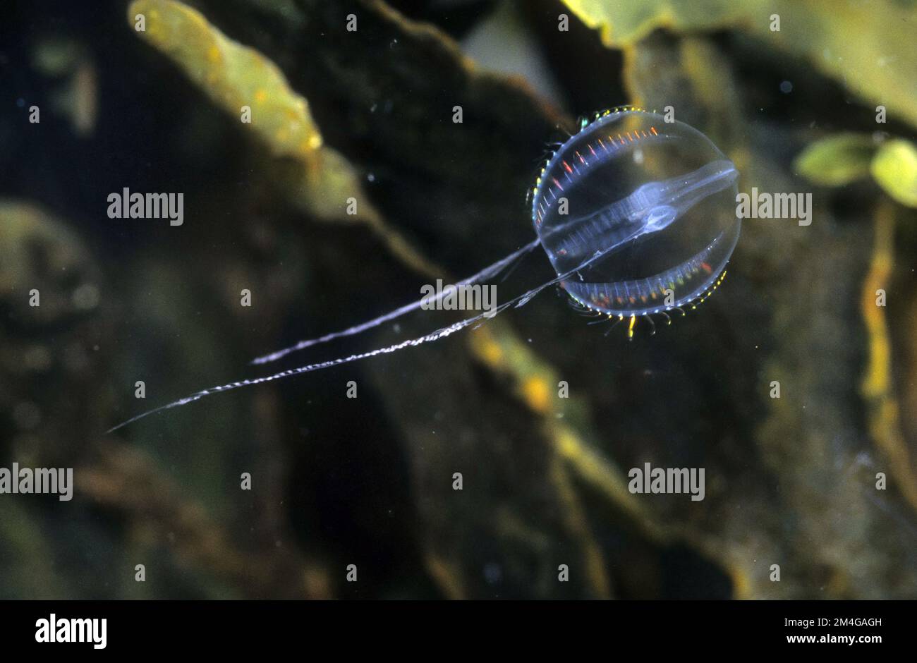 Atlantische stachelbeere -Fotos und -Bildmaterial in hoher Auflösung ...
