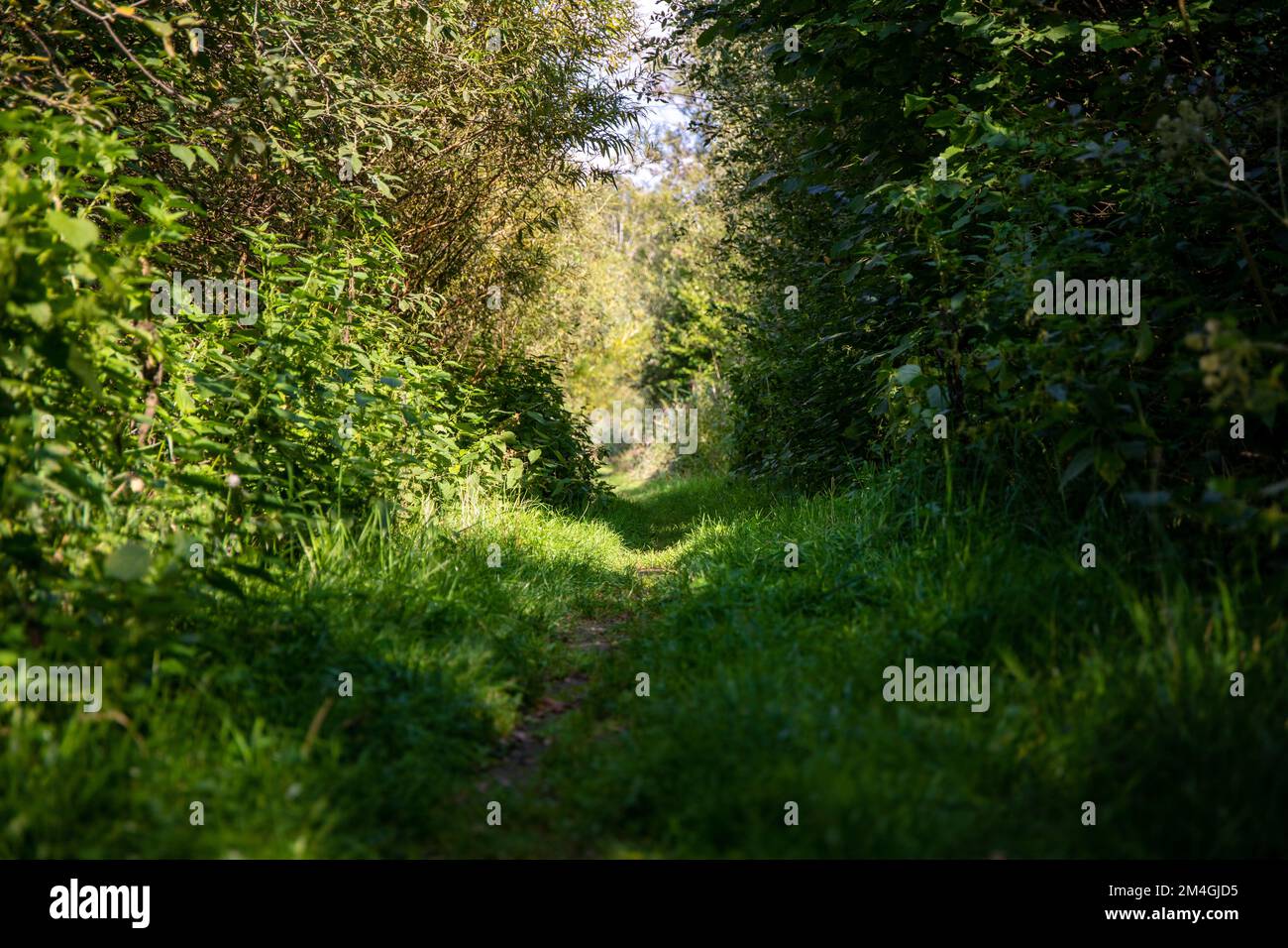 Trample path -Fotos und -Bildmaterial in hoher Auflösung – Alamy
