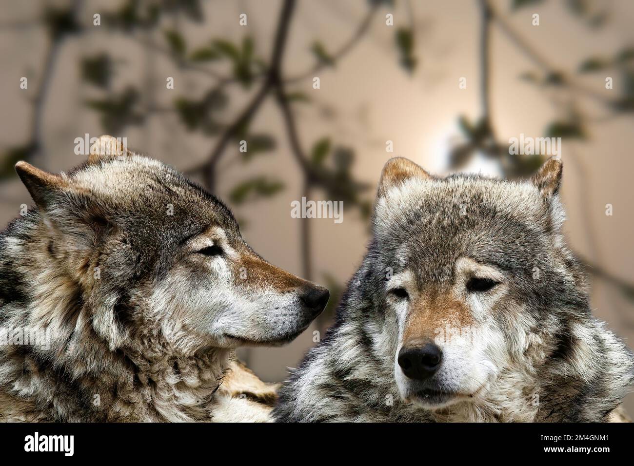 Brauner wolf kopf -Fotos und -Bildmaterial in hoher Auflösung – Alamy