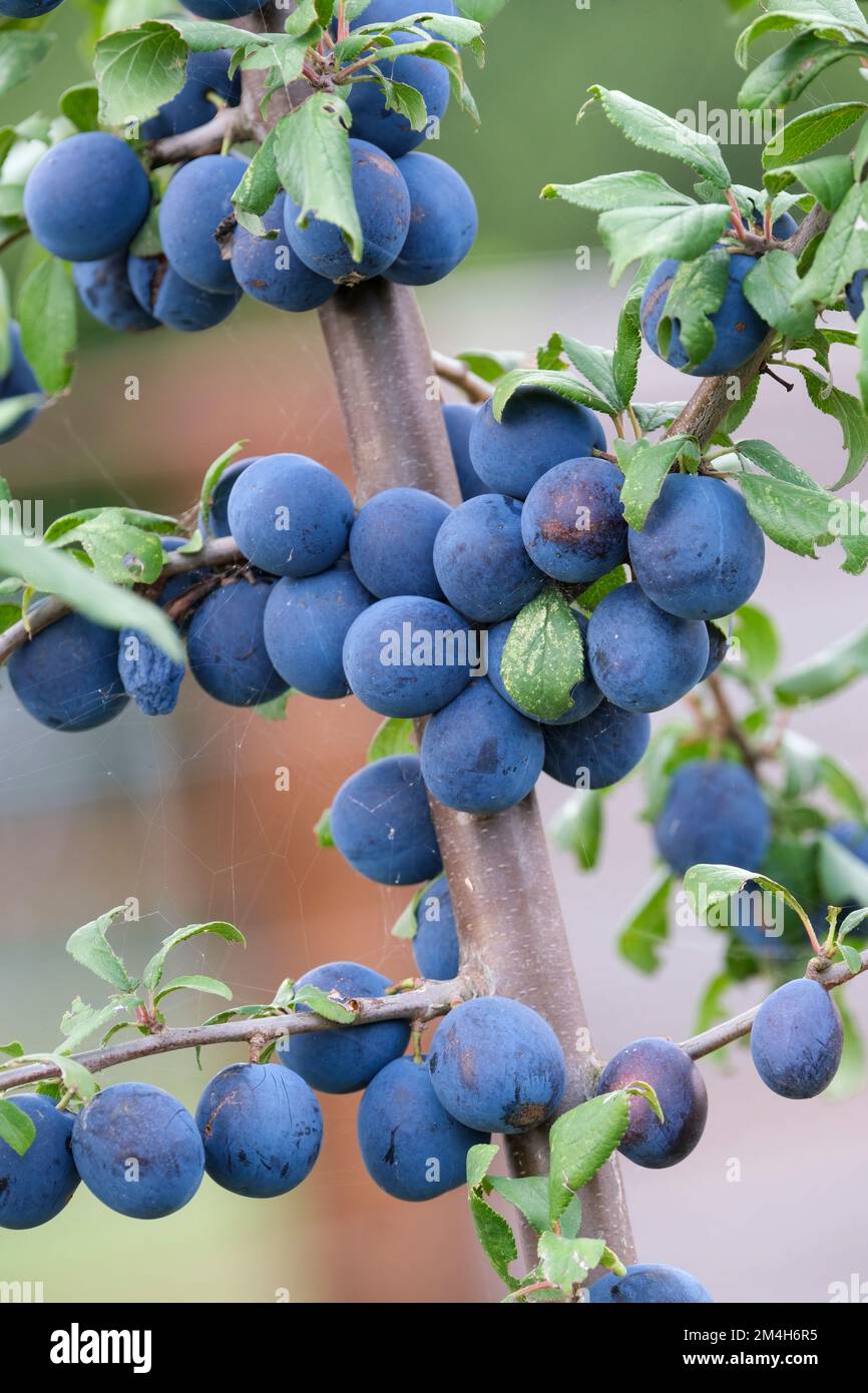 Prunus insititia farleigh damson -Fotos und -Bildmaterial in hoher Auflösung – Alamy