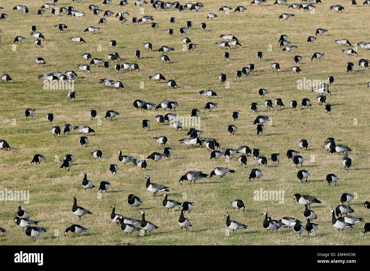 Barnacle-Gänse (Branta leucopsis)-Vögel aus der Svalbard-Population ...