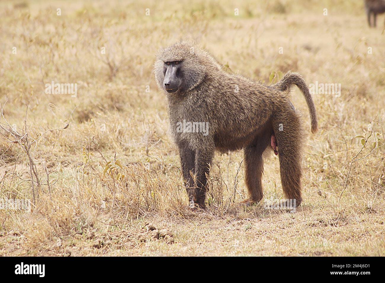 Pavian kopf -Fotos und -Bildmaterial in hoher Auflösung – Alamy