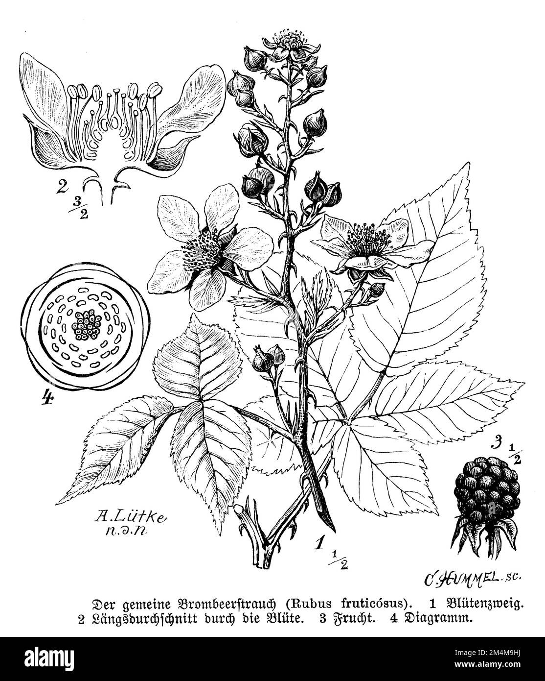 Vignette c -Fotos und -Bildmaterial in hoher Auflösung – Alamy