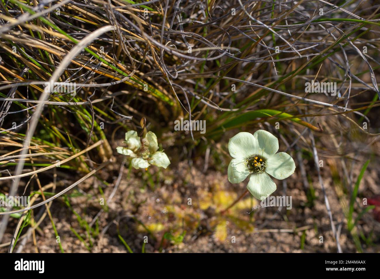 Plant of south africa -Fotos und -Bildmaterial in hoher Auflösung – Alamy