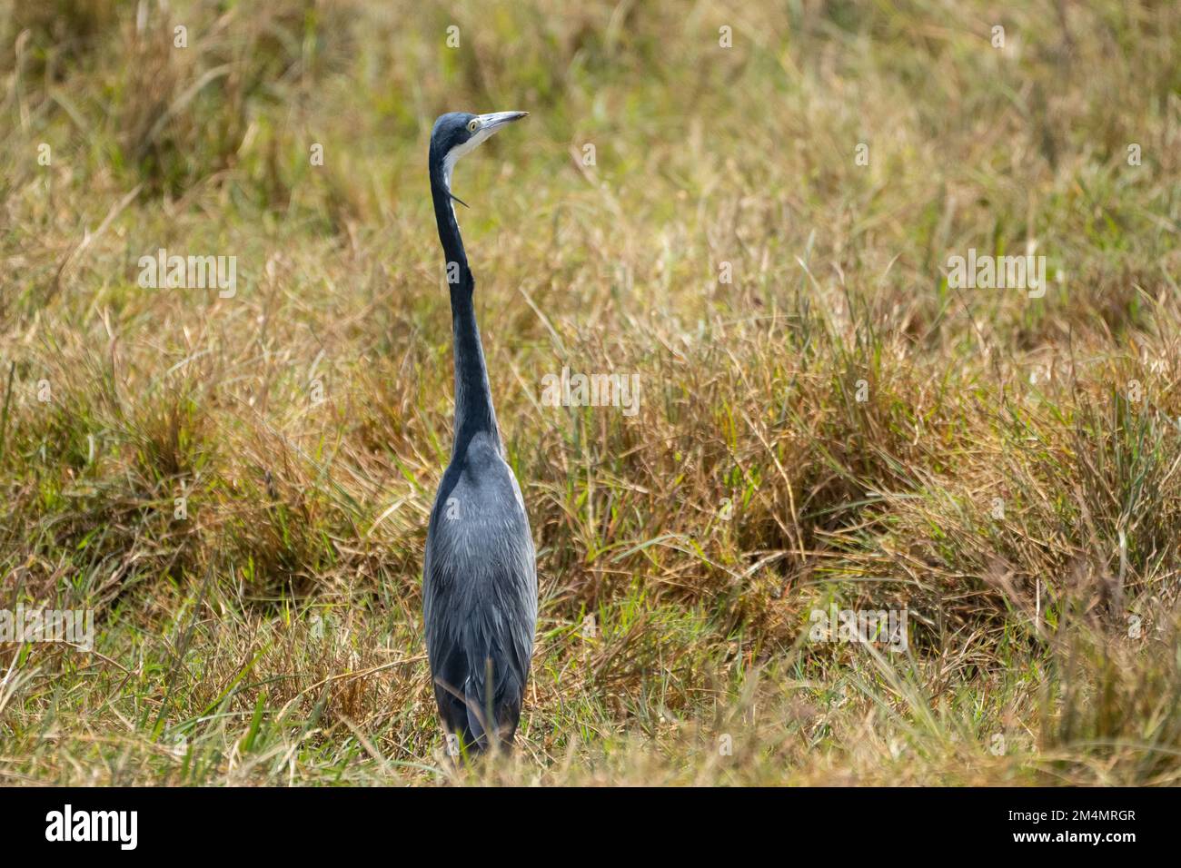 Der dimorphische Reiher (Egretta dimorpha) ist eine Art Reiher der ...
