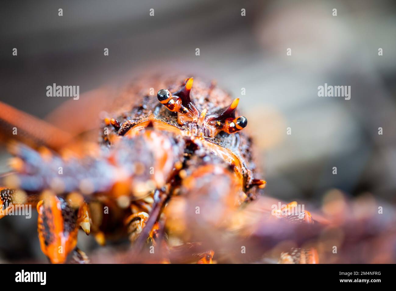 Erleben Sie das Angeln von Hummer an der Ostküste australiens ...