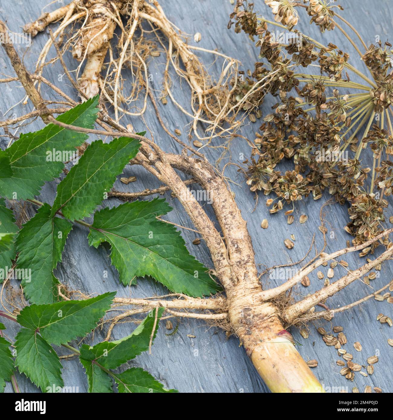 Langelique sauvage -Fotos und -Bildmaterial in hoher Auflösung – Alamy