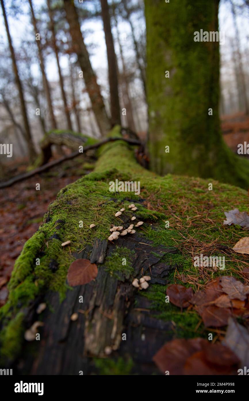 Ein gefällter Baum im neuen Wald hinterließ ein Ökosystem, das mit Moos ...