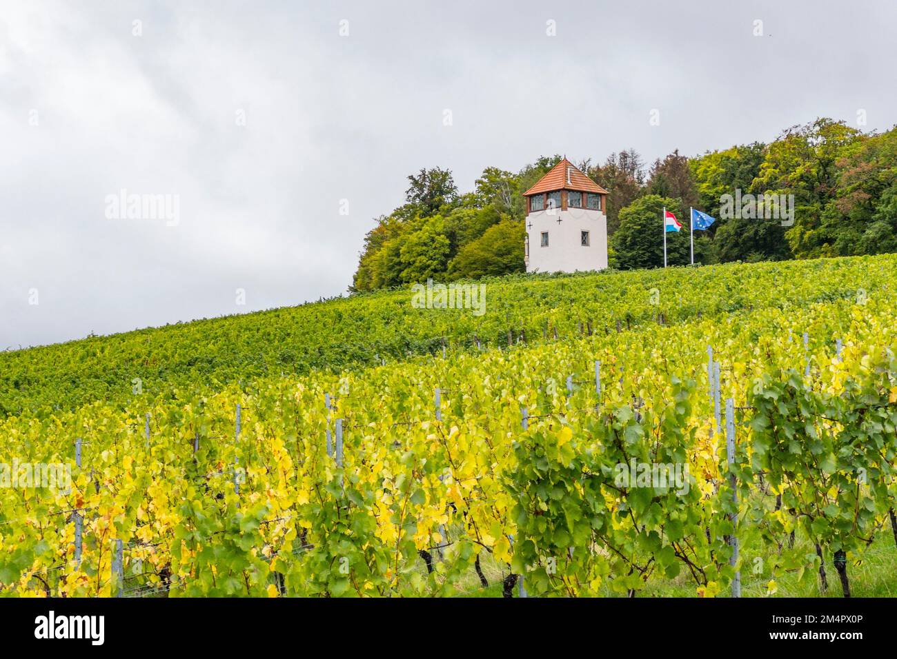 Der mittelalterliche Markusturm im Weinberg Markusberg ist ein Symbol ...