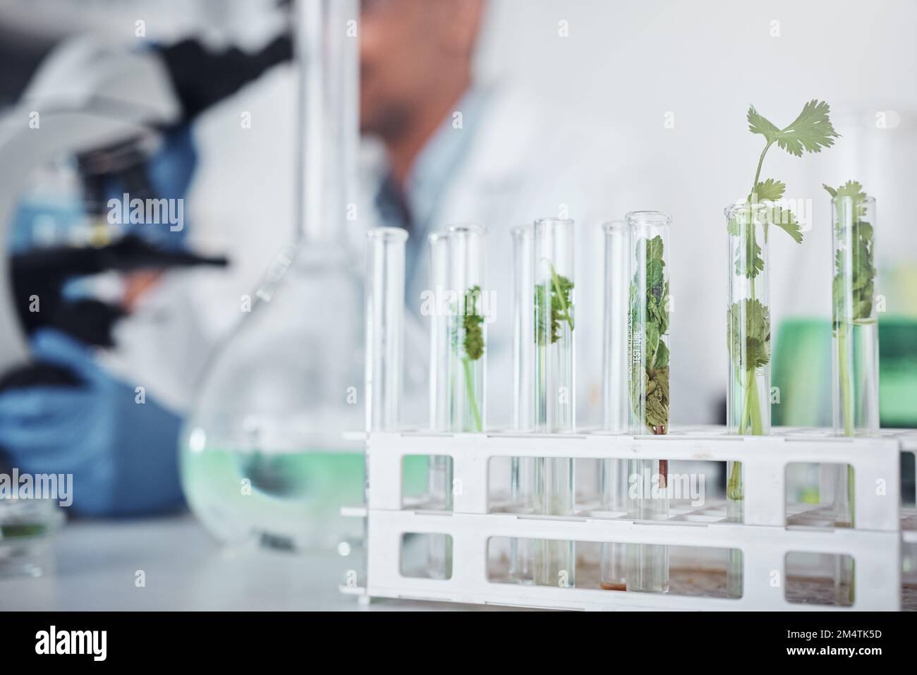 Knowledge of herbs -Fotos und -Bildmaterial in hoher Auflösung – Alamy