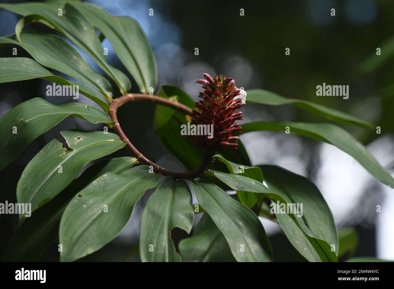 Borneo spiralstammblume -Fotos und -Bildmaterial in hoher Auflösung – Alamy