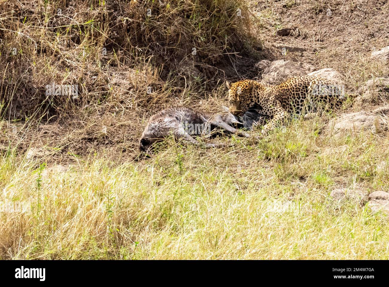 Lebenszyklus der wildtiere -Fotos und -Bildmaterial in hoher Auflösung – Alamy