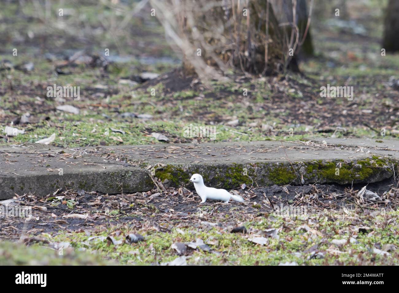 Wiesel im schnee -Fotos und -Bildmaterial in hoher Auflösung – Alamy
