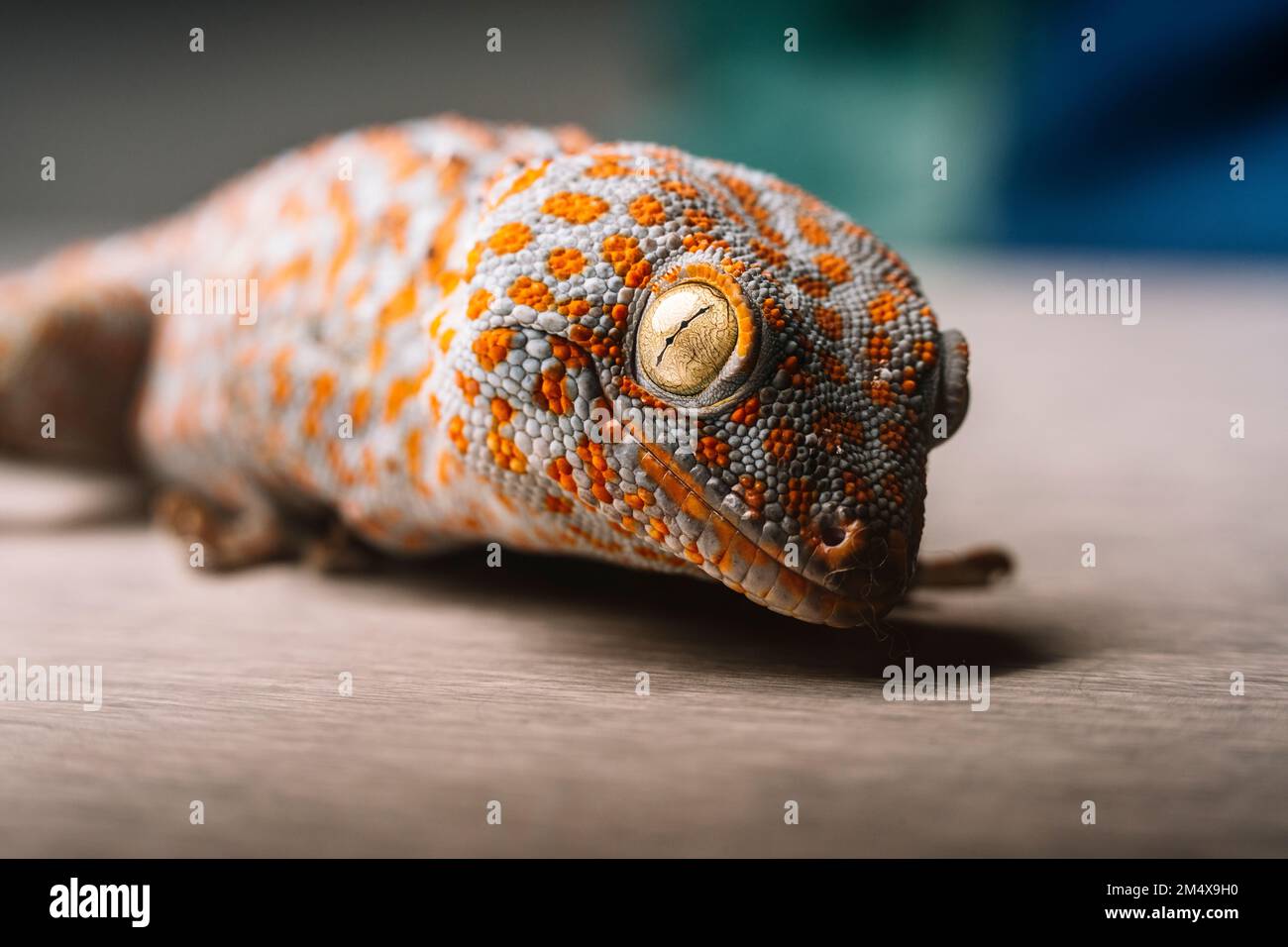 Tokay gecko gekko gecko in -Fotos und -Bildmaterial in hoher Auflösung ...