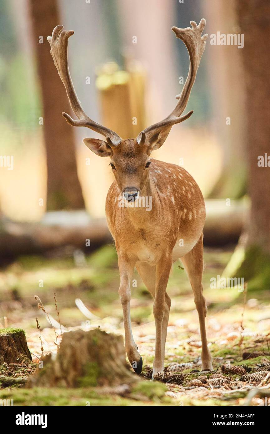 Europäischer Damhirsch (Dama dama) im Bayerischen Wald, Bayern ...