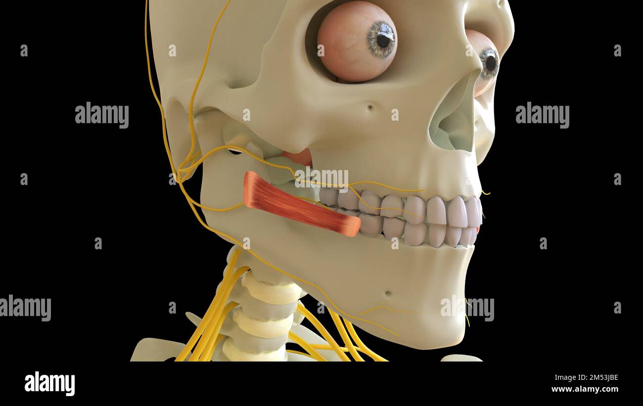 Musculus levator scapulae -Fotos und -Bildmaterial in hoher Auflösung ...