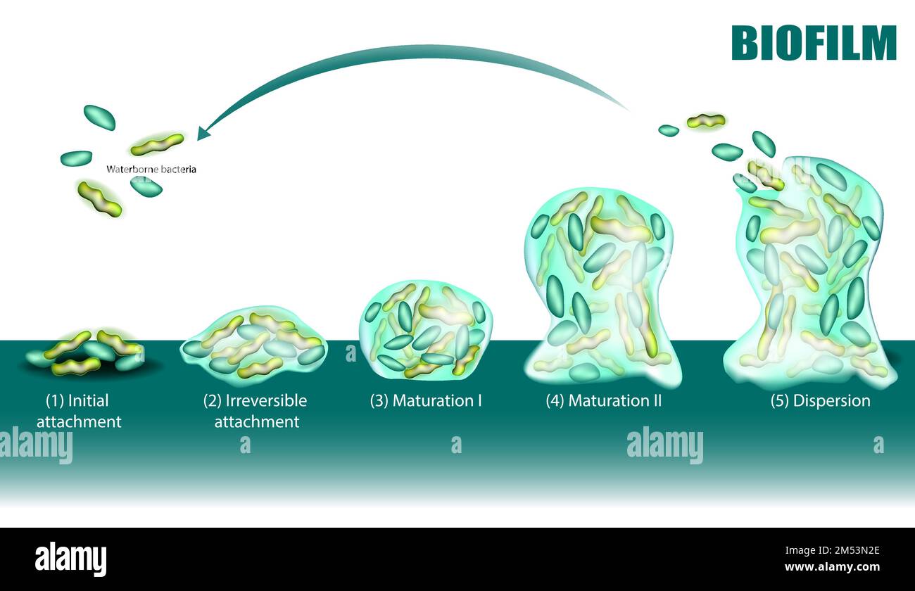 Prozess der Biofilmbildung fünf Stufen mit Entwicklungs- und ...