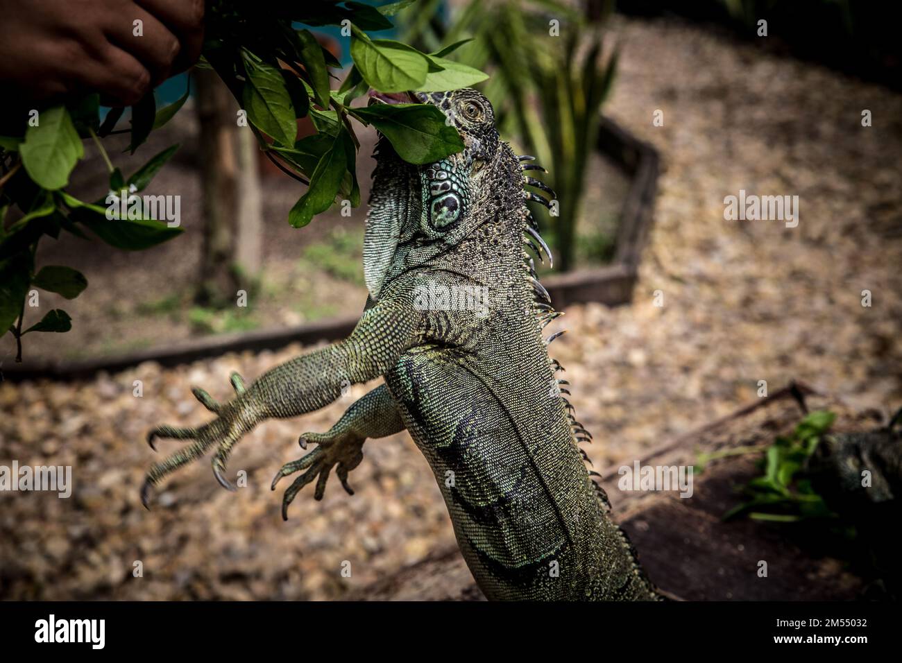Leguane in tulum -Fotos und -Bildmaterial in hoher Auflösung – Alamy