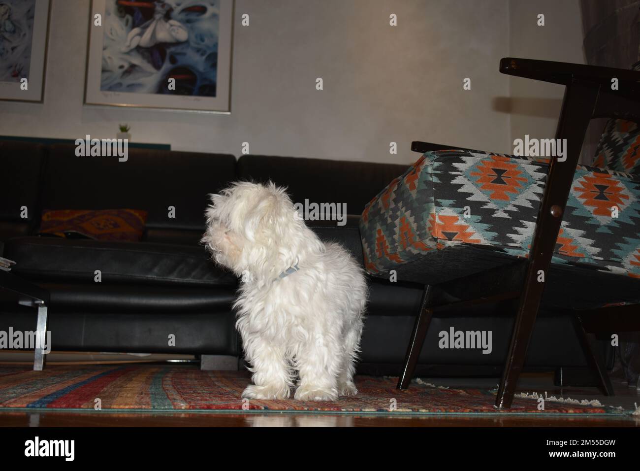 Malteser hund mit jahre -Fotos und -Bildmaterial in hoher Auflösung – Alamy