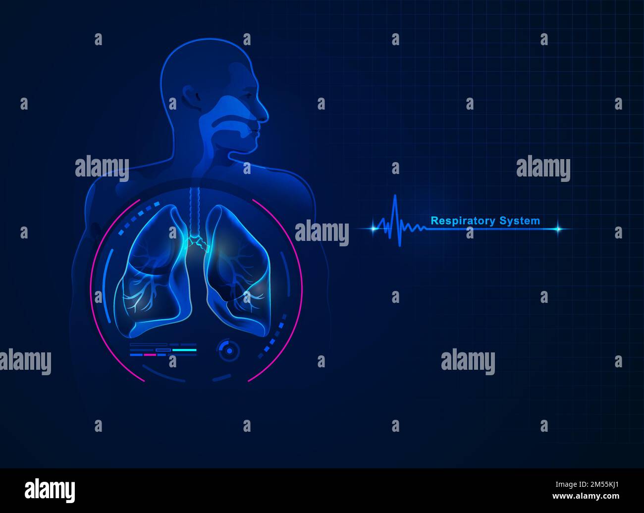 Vektorenvektoren des atmungssystems -Fotos und -Bildmaterial in hoher ...