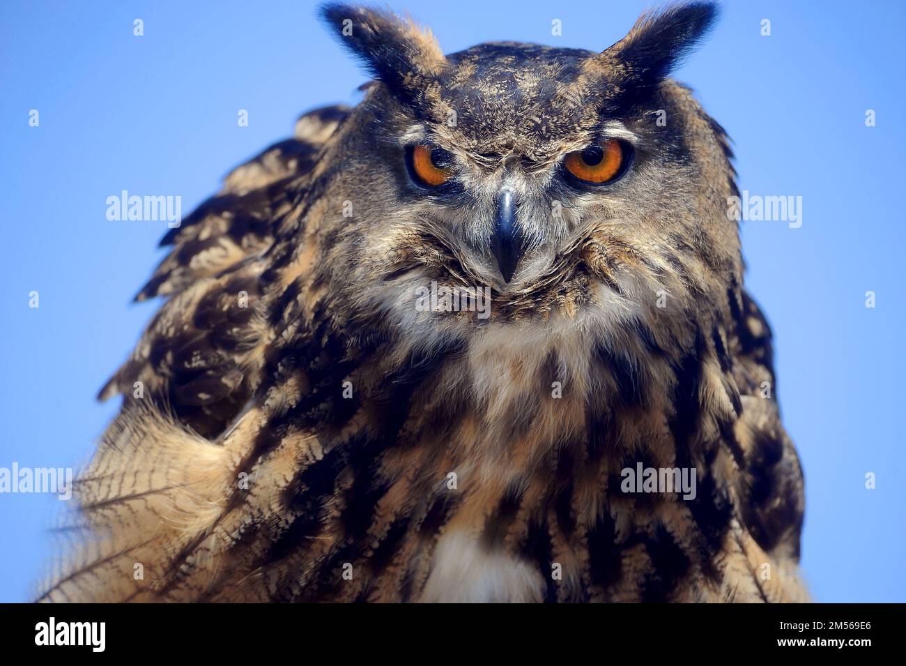 Intimidating owl -Fotos und -Bildmaterial in hoher Auflösung – Alamy