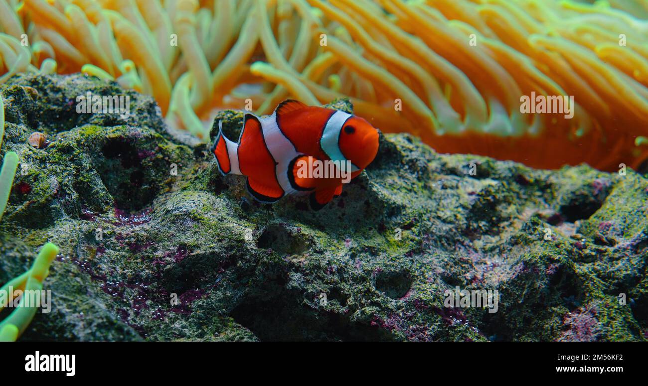 Clownfische schwimmen in Anemonen am Korallenriff. Rotes Meer oder ...